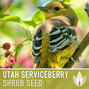 Utah Serviceberry - 10 Seeds - Heirloom Shrub Seeds, Purple Berries ...
