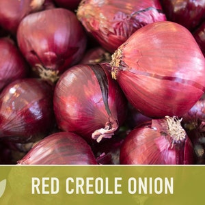 Red Creole Onion Heirloom Seeds Short Day Open Pollinated - Etsy