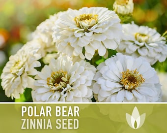 Zinnia polar Bear Seeds Flower Seeds Easy to Grow Pollinator Attractant ...