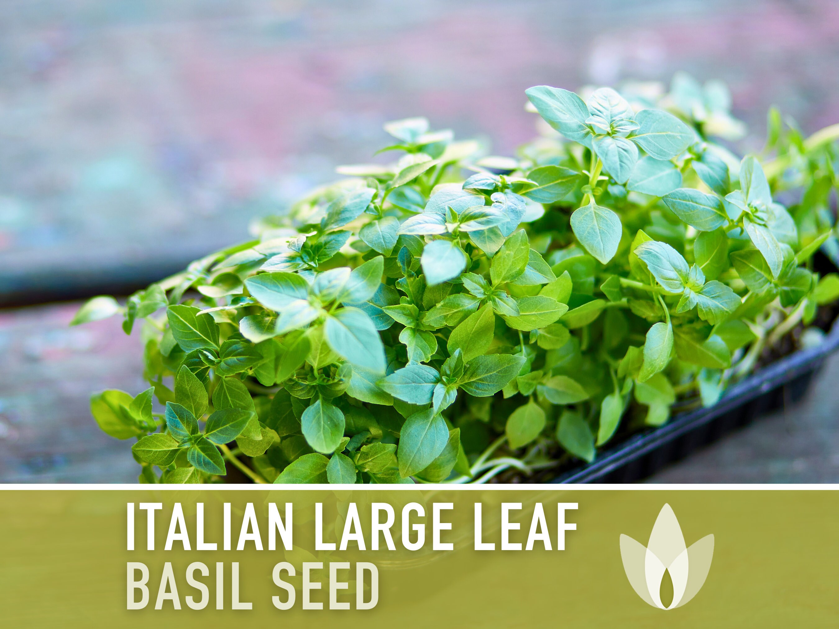 Italian Large Leaf Basil Heirloom Herb Seeds - Non-gmo, Open Pollinated ...