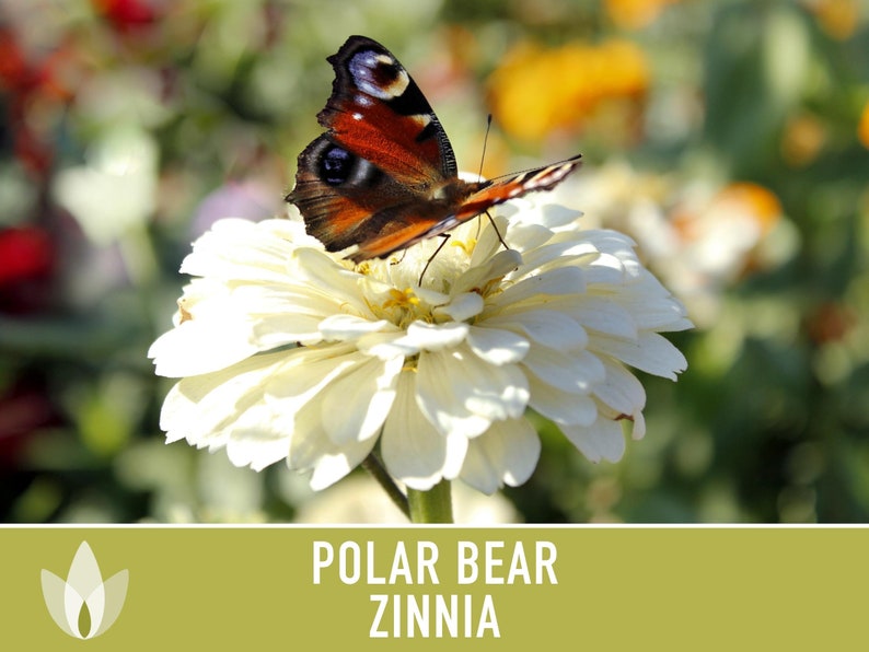 Zinnia Polar Bear White Heirloom Seeds Flower Seeds Cut - Etsy