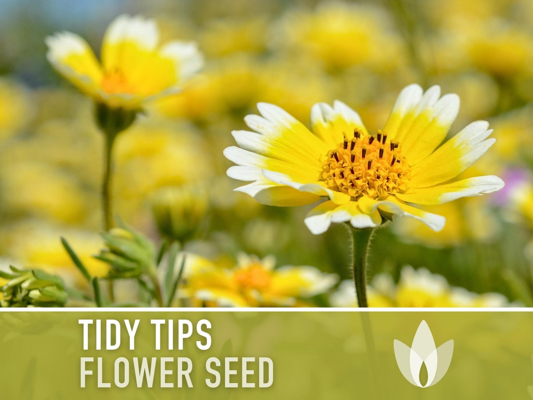 Tidy Tips Flower Seeds - Heirloom Seeds, Southwest Native Wildflower ...