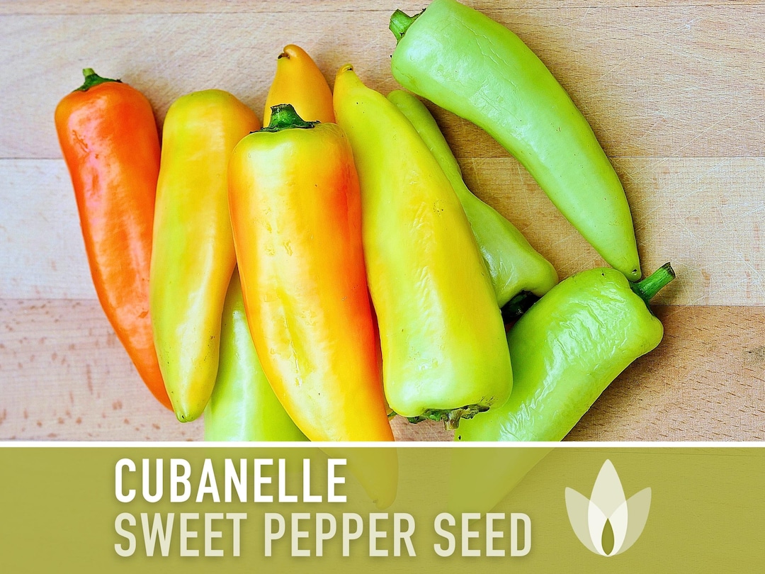 Cubanelle Sweet Pepper Seeds - Heirloom Seeds, Cuban Pepper, Italian ...