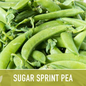 Sugar Sprint Snap Pea Seeds - Heirloom Seeds, Stringless, Container ...