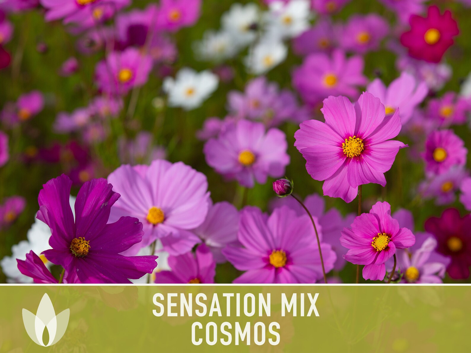 Cosmos Sensation Mix Flower Seeds Cut Flowers Butterfly - Etsy