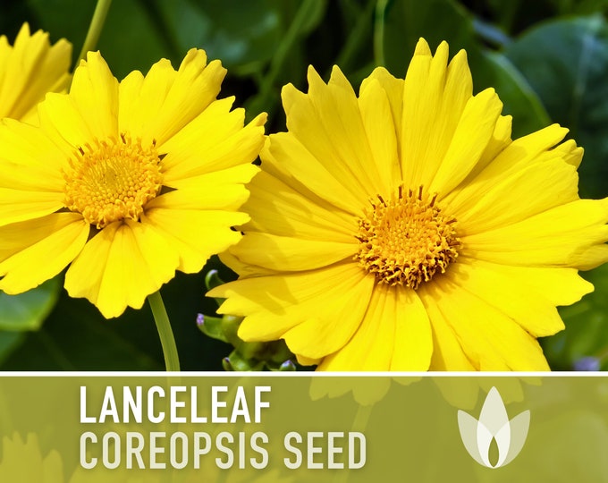 Moonbeam Coreopsis Plant threadleaf Coreopsis - Etsy