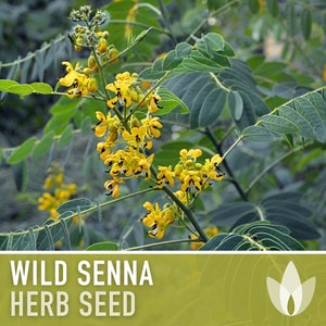 Wild Senna Herb Seeds - Heirloom Seeds, Medicinal Herb, Senna ...
