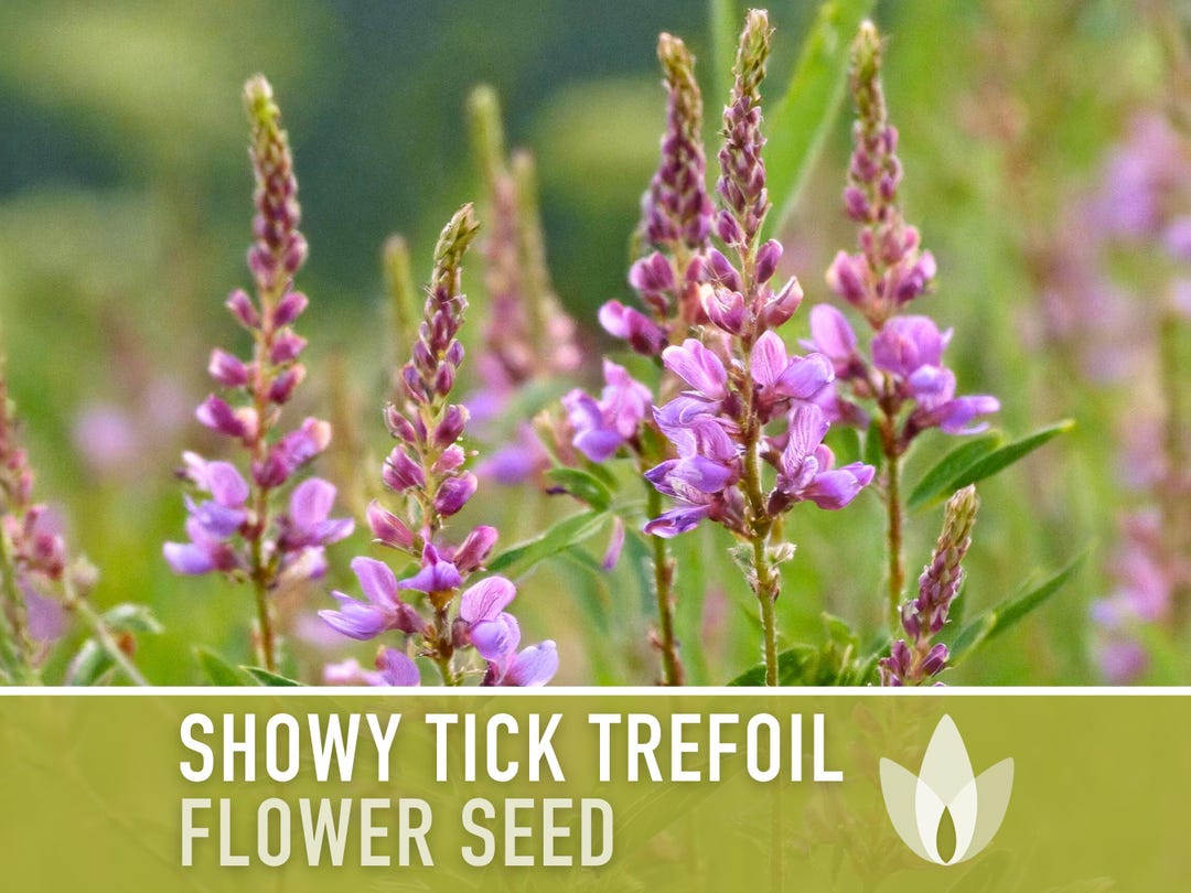Showy Tick Trefoil Flower Seeds - 50 Heirloom Seeds, Pea-like Flowers ...