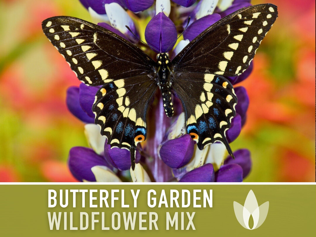 Butterfly Garden Flower Seeds Mix, Pollinator Wildflower Seeds - Etsy