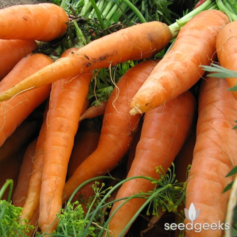 Scarlet Nantes Carrot Heirloom Seeds - Etsy