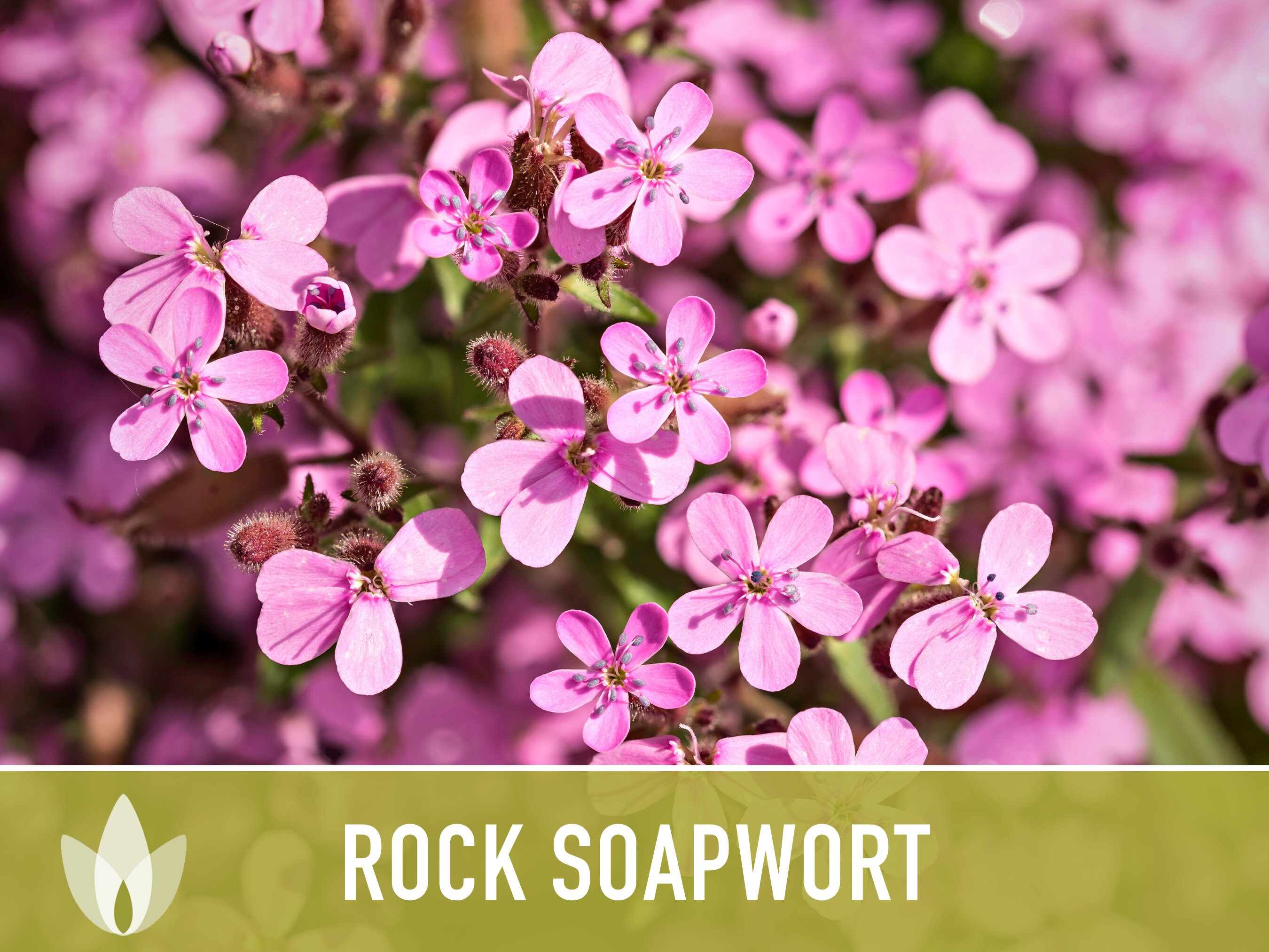 Blue Rock Soapwort