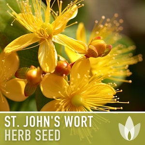 St. John's Wort Flower Seeds - Heriloom Seeds, Medicinal Herb Seeds ...