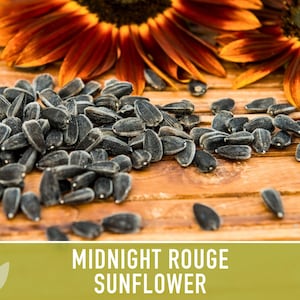 Midnight Rouge Sunflower Seeds - Heirloom Seeds, Deep Burgundy Blooms ...