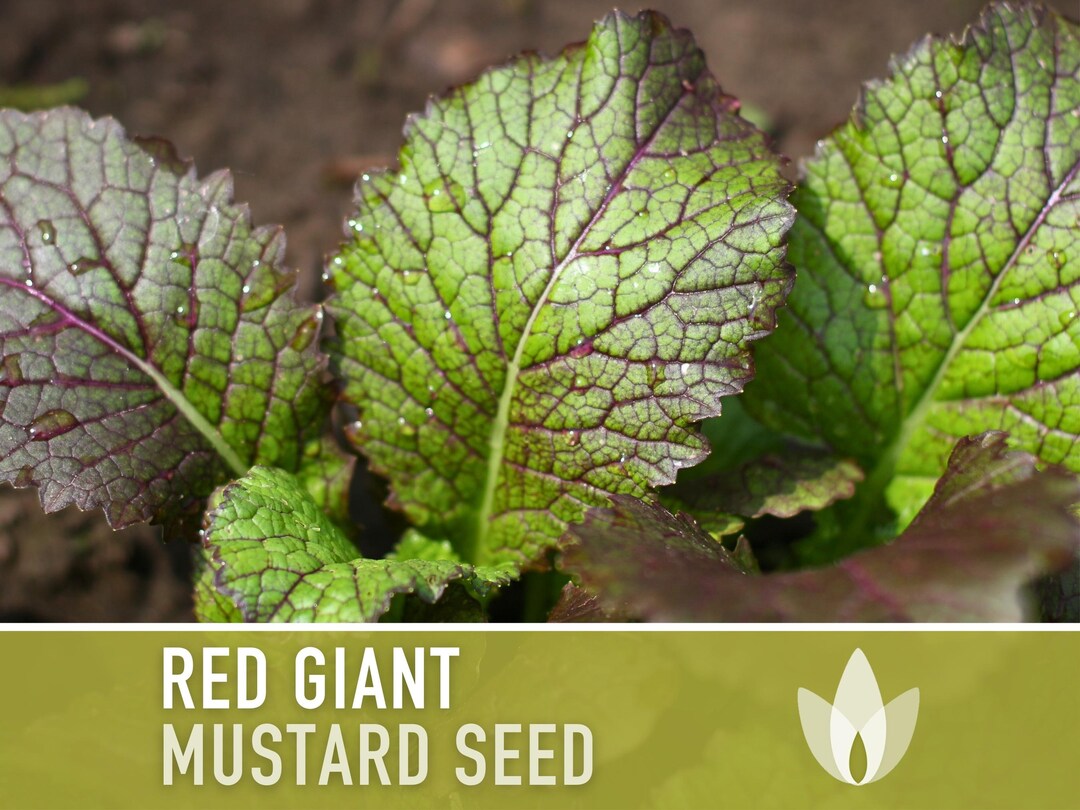 Red Giant Mustard Greens Heirloom Seeds - Salad Mix, Cold Tolerant ...
