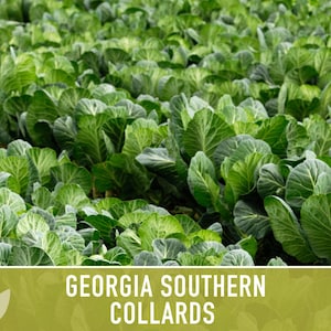 Georgia Southern Collards Heirloom Seeds - Collard Greens, Heat ...