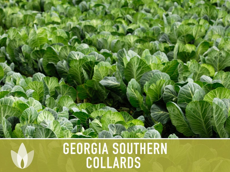 Georgia Southern Collards Heirloom Seeds - Collard Greens, Heat ...