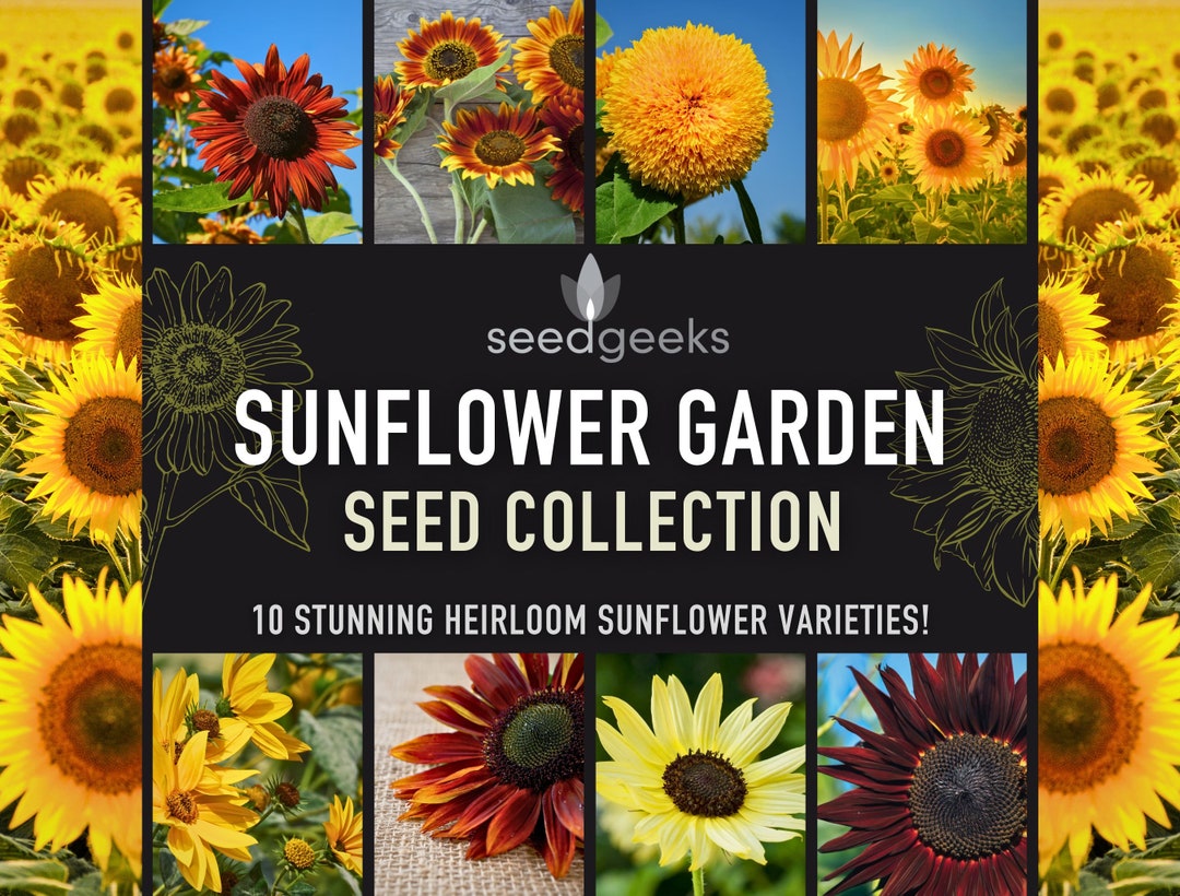 Sunflower Garden Seed Collection - 10 Cheerful Varieties of Stunning ...