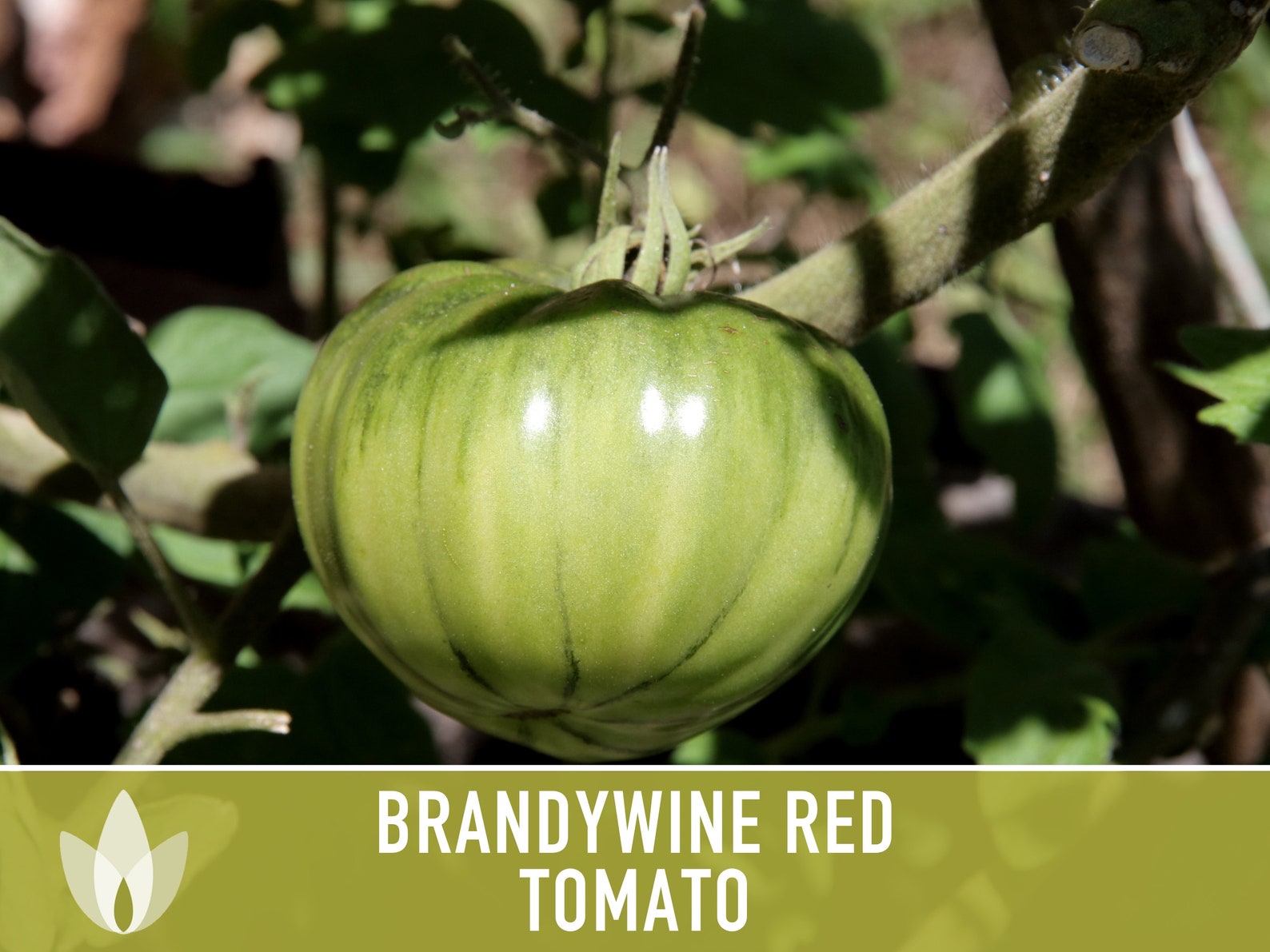 Brandywine Red Tomato Heirloom Seeds - Etsy