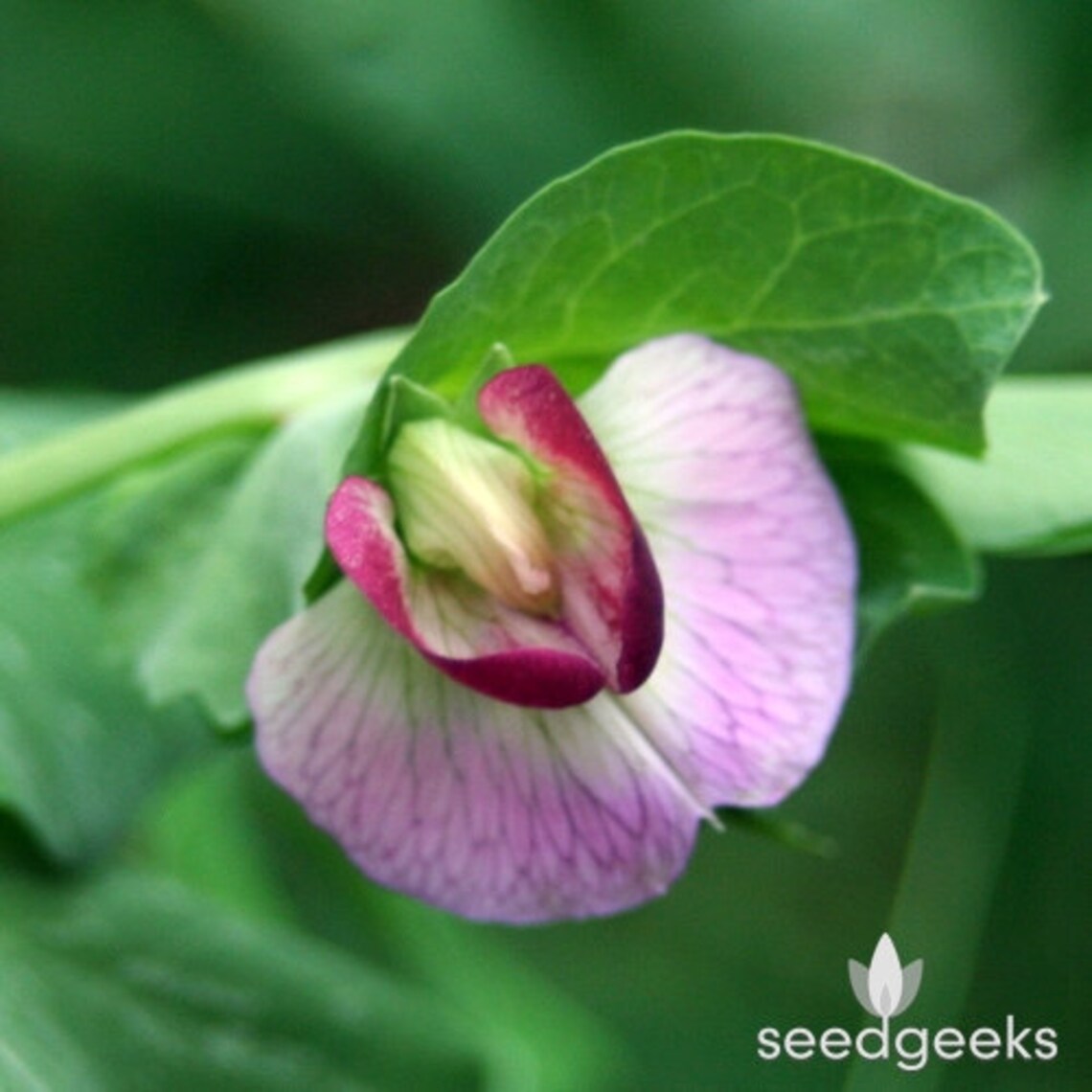 Sugar Ann Snap Pea Heirloom Seeds - Etsy