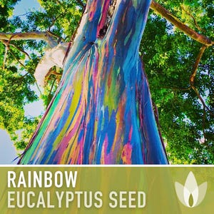 Eucalyptus Rainbow Gum Tree - 100 Seeds - Heirloom Seeds, Indonesian ...