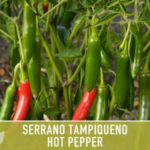 Serrano Tampiqueno Hot Pepper Heirloom Seeds - Mexican Cuisine, Salsa ...