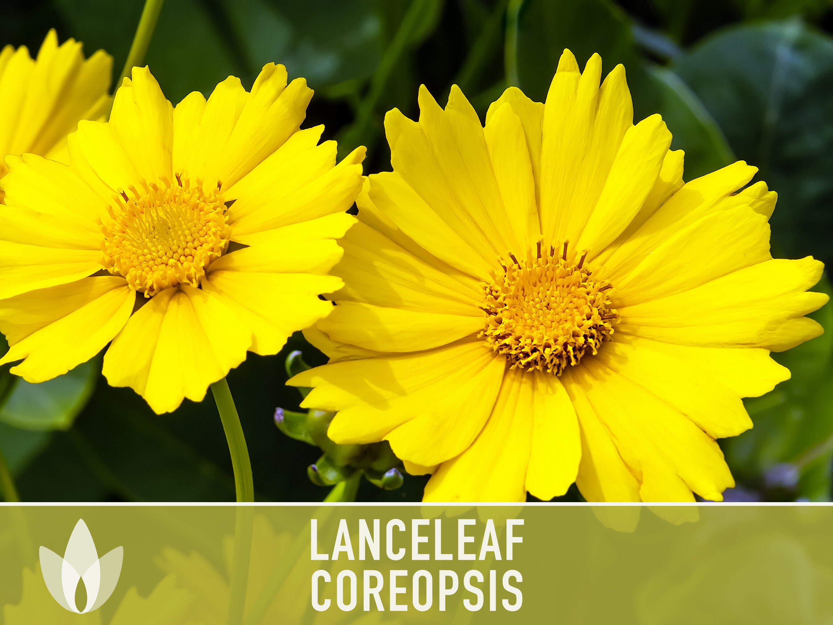 Coreopsis Grandiflora Sunburst