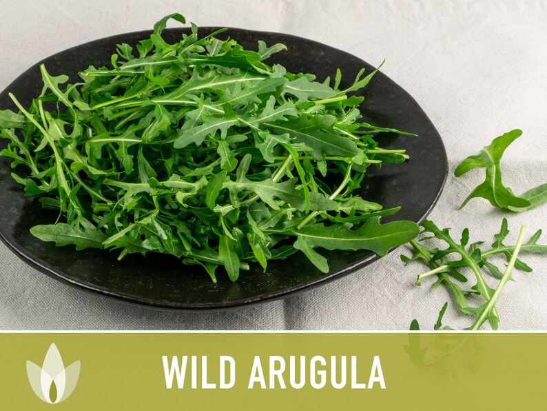 Wild Arugula Seeds Heirloom Seeds Fresh Salad Green - Etsy
