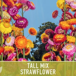 Strawflower, Tall Mix Heirloom Seeds - Flower Seeds, Cut Flower, Dried ...