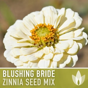 Zinnia, Blushing Bride Flower Seed Mix - Heirloom Seeds, Polar Bear ...