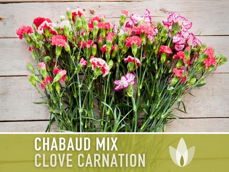 Chabaud Clove Carnation Seeds | 25+ Seeds, Heirloom Fragrant Flowers ...