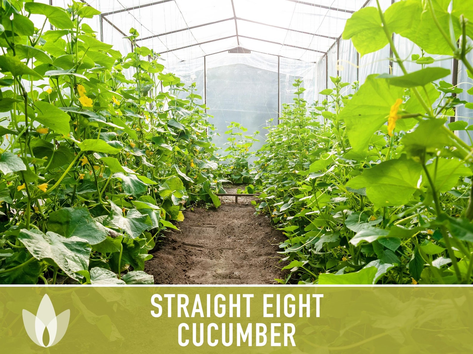 Straight Eight Cucumber Seeds - Heirloom, Vining, Pickling Cucumber ...