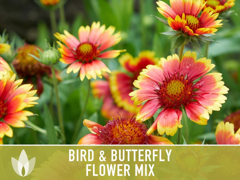 Bird & Butterfly Wildflower Seed Mix – Non GMO, Open Pollinated - Etsy