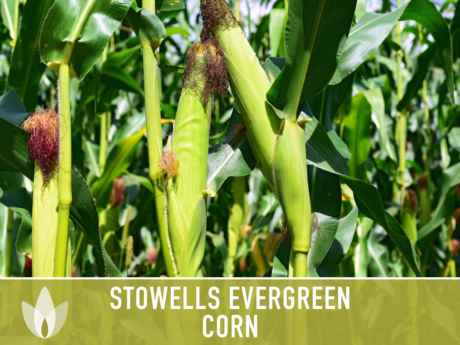 Stowell's Evergreen Corn Seeds Heirloom Seeds Sweet - Etsy