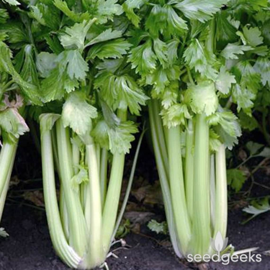 Tall Utah Celery Heirloom Seeds - Etsy