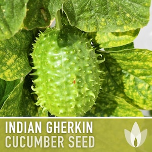 West Indian Gherkin Cucumber Seeds - Heirloom Seeds, Cucamelon ...