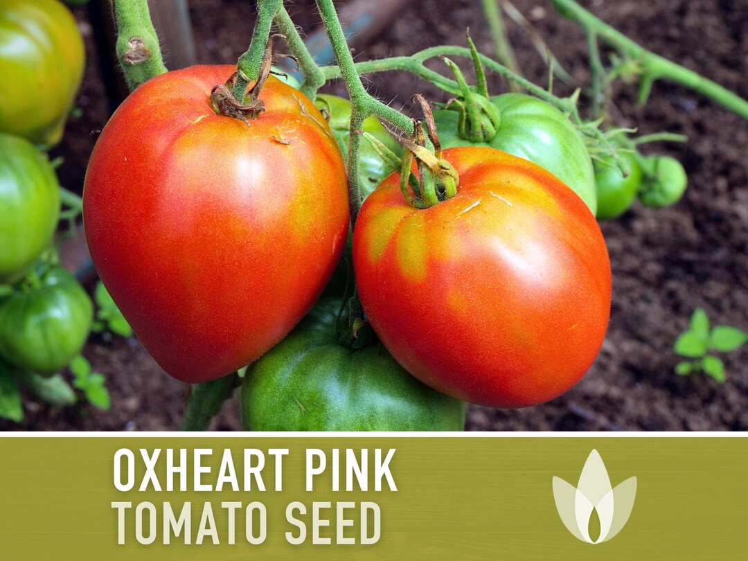 Oxheart Pink Tomato Seeds - Heirloom, Indeterminate, Heart-shaped ...