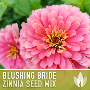 Zinnia, Blushing Bride Flower Seed Mix - Heirloom Seeds, Polar Bear ...
