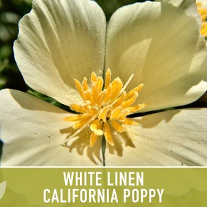 White Linen California Poppy Seeds – Creamy White Flowers - Etsy