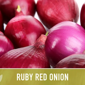 Ruby Red Onion Seeds Heirloom Seeds Root Vegetables Fall - Etsy