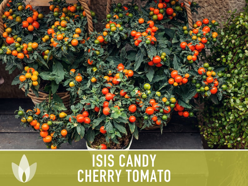 Isis Candy Cherry Tomato Heirloom Seeds - Etsy