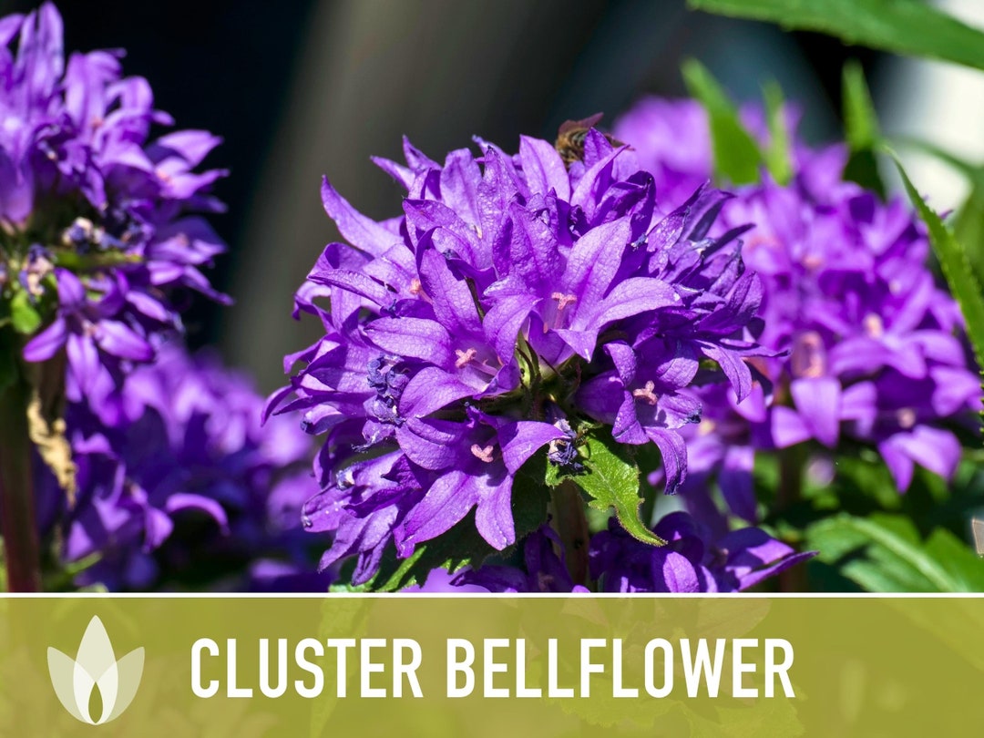 Cluster Bellflower Flower Seeds Heirloom Seeds Dwarf - Etsy
