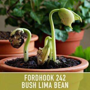 Lima Bean, Fordhook 242 Bean Seeds - Heirloom Seeds, Butter Beans, Bush ...