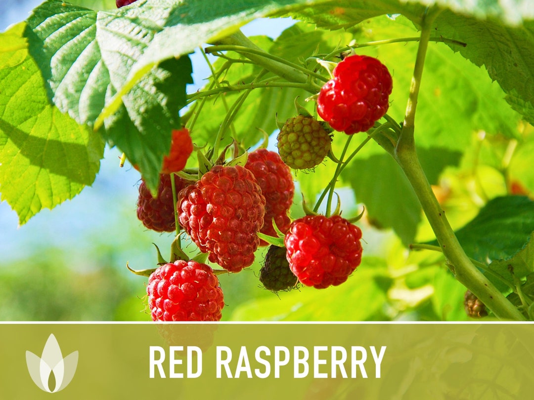 Red Raspberry European Raspberry Seeds Heirloom Seeds - Etsy
