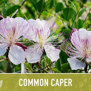 Caper Seeds - Heirloom Seeds, Caper Bush Seeds, Medicinal & Culinary ...