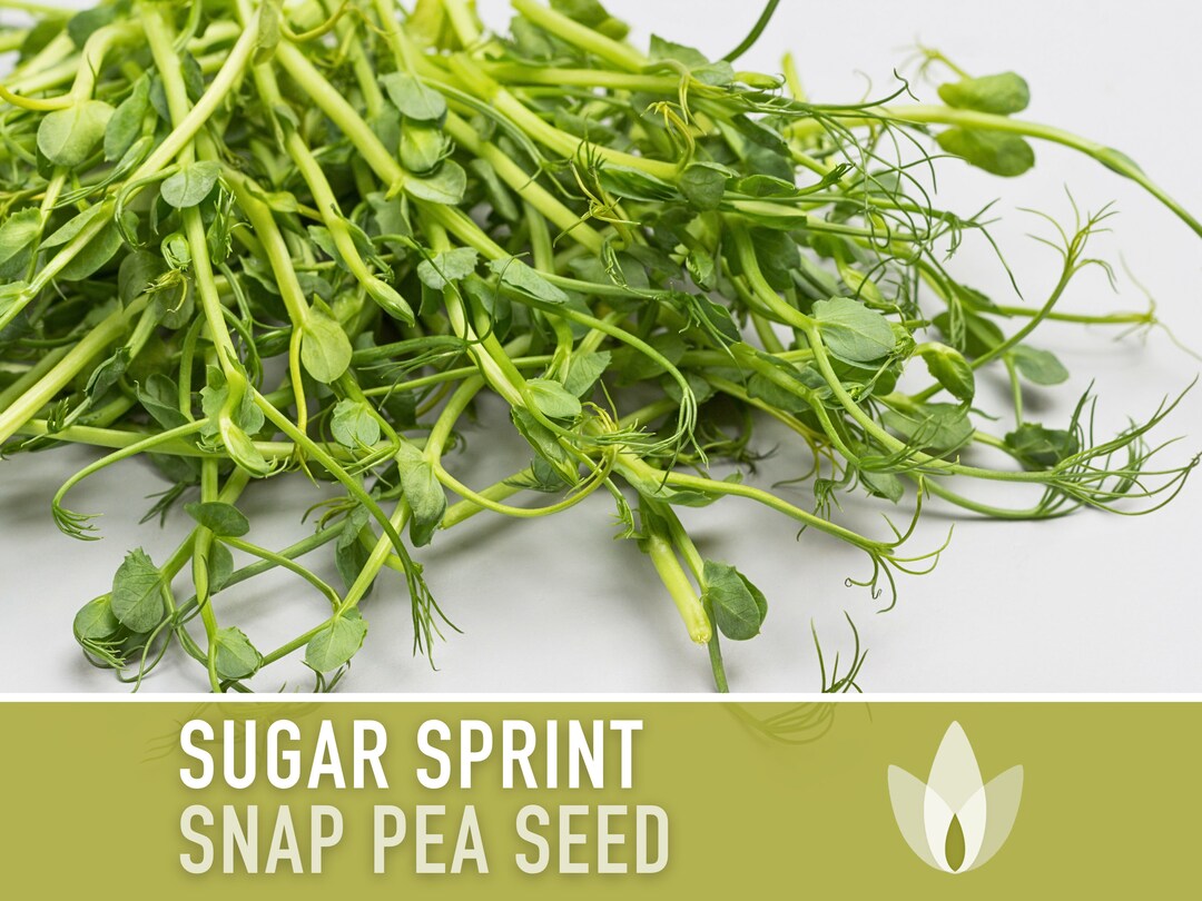 Sugar Sprint Snap Pea Seeds - Heirloom Seeds, Microgreens, Stringless ...
