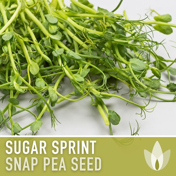 Snap Pea - Etsy