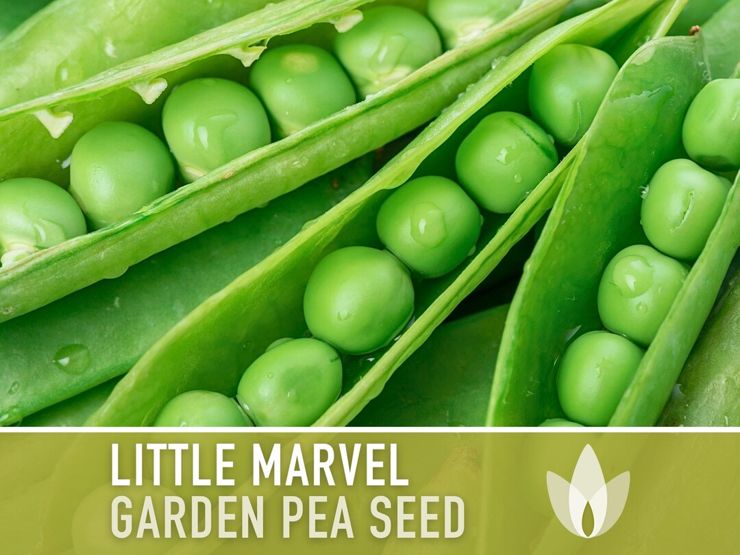 Little Marvel Garden Pea Heirloom Seeds - Etsy
