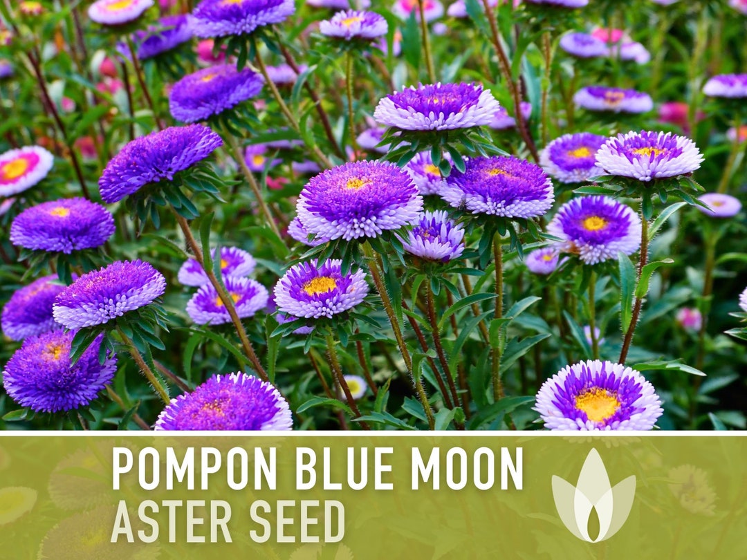 Aster, Pompon Blue Moon Flower Seeds - Heirloom Seeds, China Aster ...