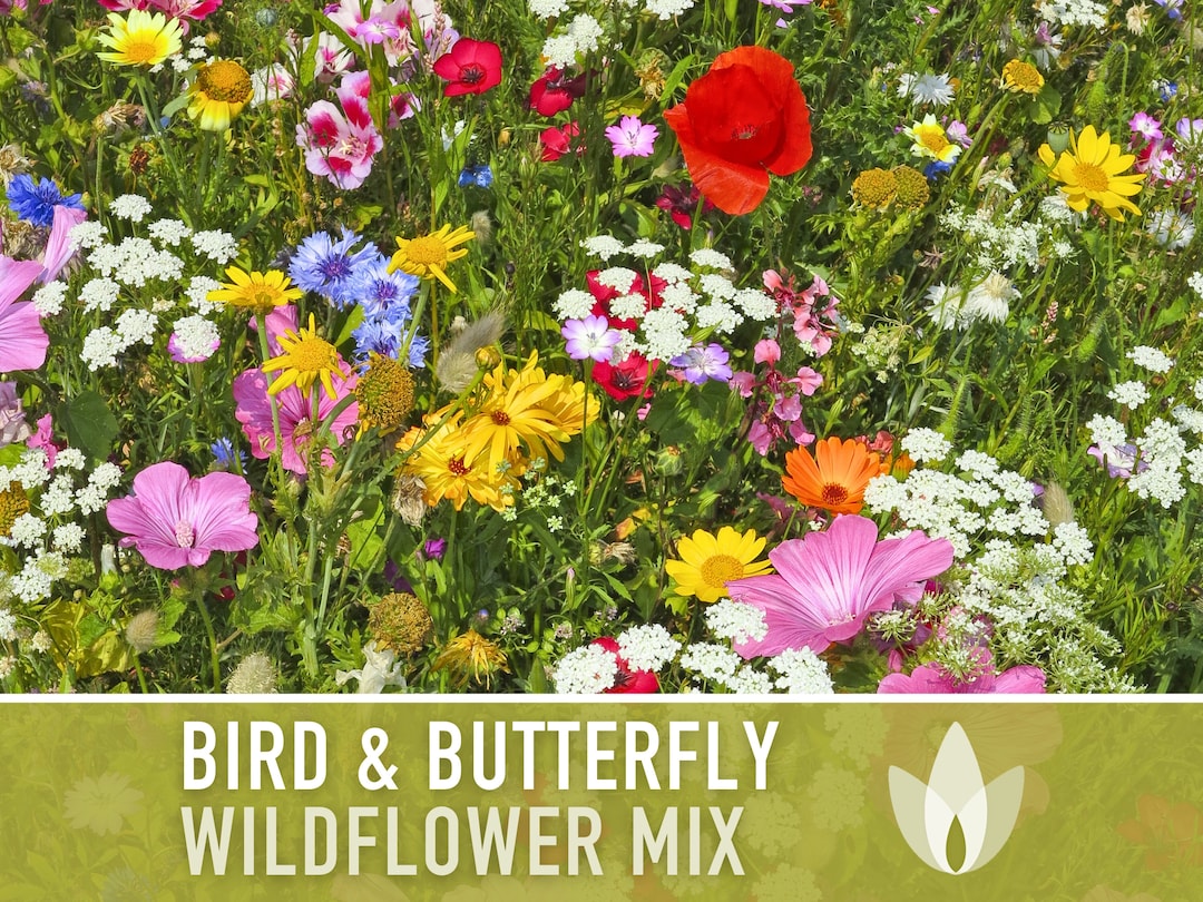 Bird & Butterfly Wildflower Seed Mix – Non-gmo Heirloom Seeds - Etsy