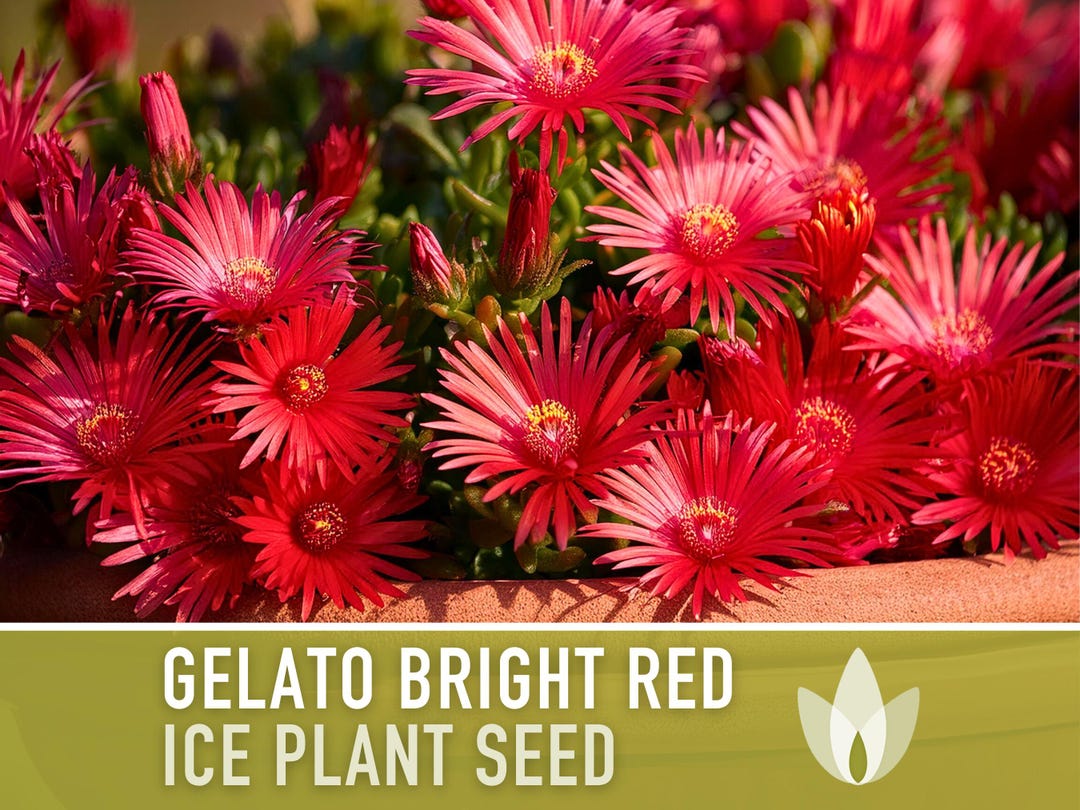 Ice Plant, Gelato Bright Red Seeds - 150 Heirloom Flower Seeds ...